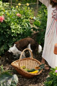 Home visit with Krusenbergs odlarna